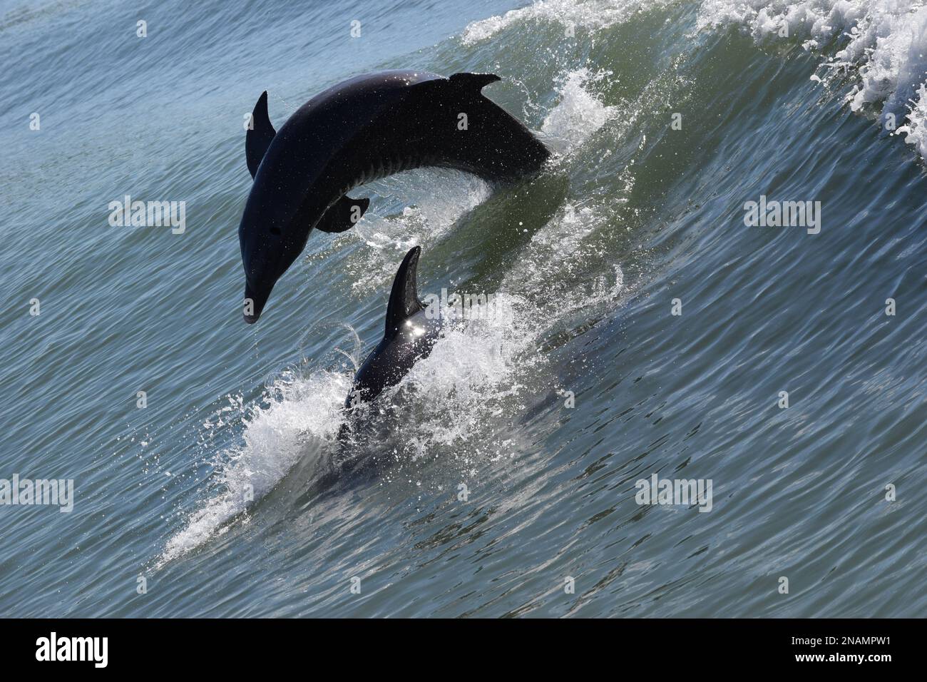 Dolphins Jumping in the ocean Stock Photo - Alamy