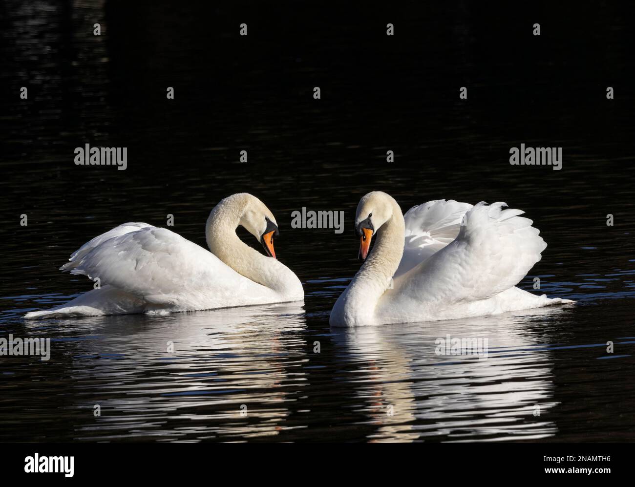 The courtship displays of the monogamous Mute Swan enforces the pairs ...