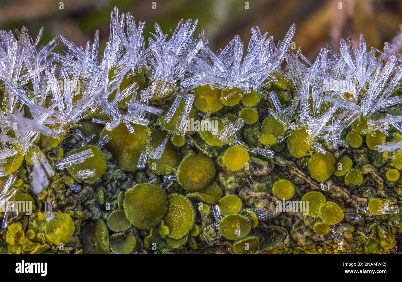 Close-up of frost textures on lichens. Frost needles Stock Photo - Alamy