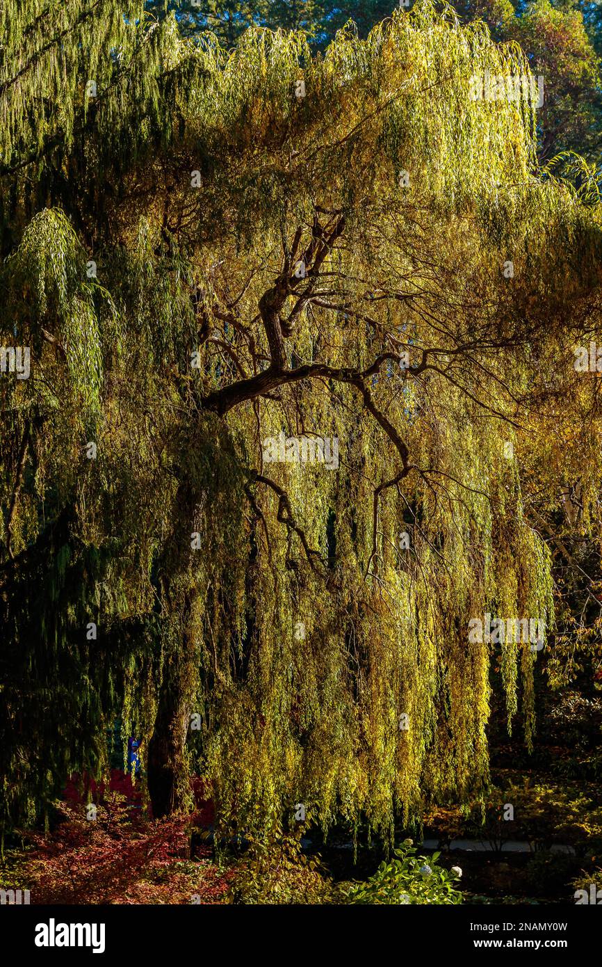 A vertical shot of a yellowing tree in Butchart Gardens in Victoria ...