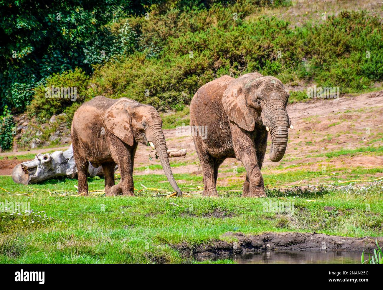 Elephants safari plains hi-res stock photography and images - Alamy