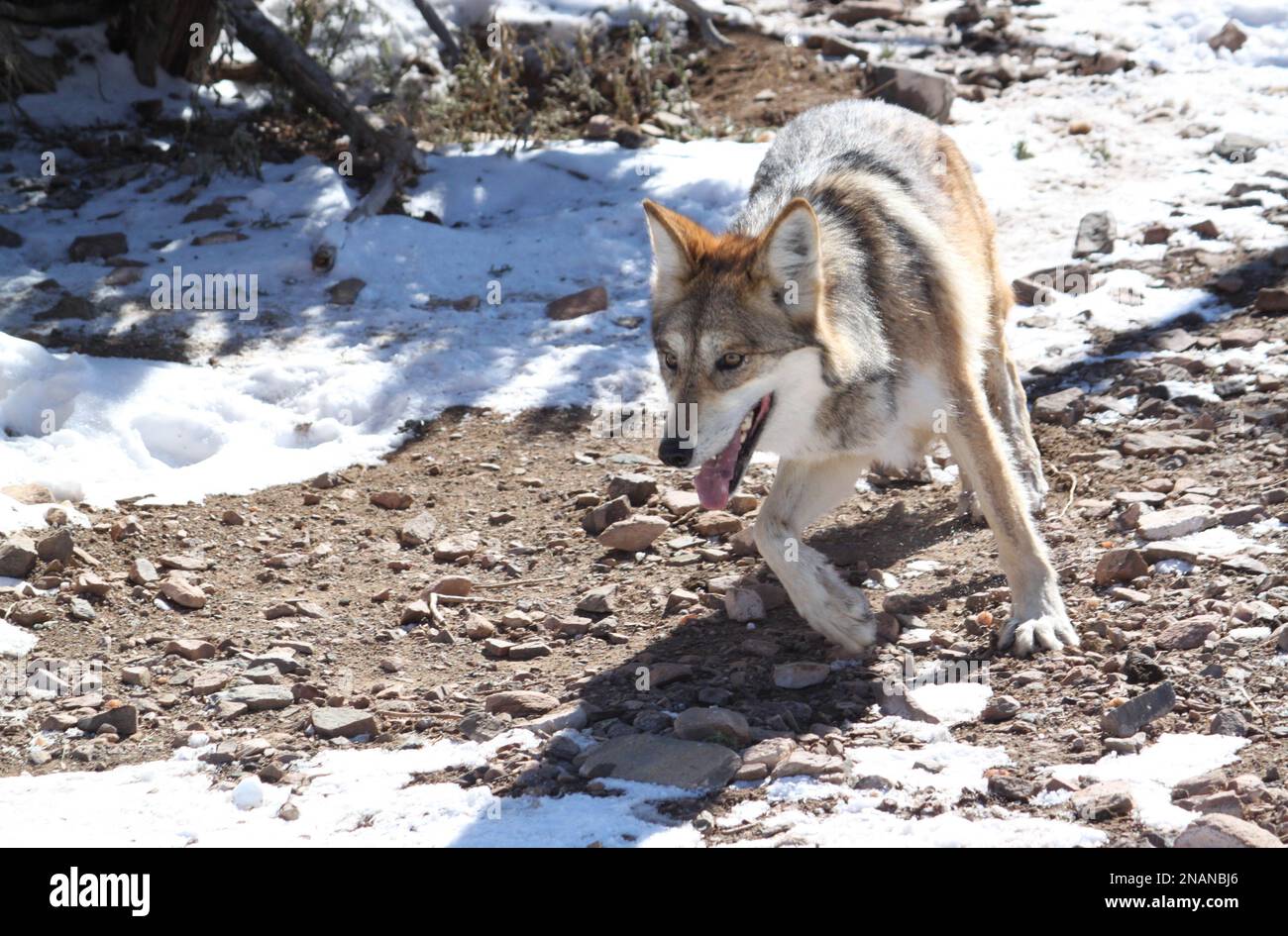 In this Wednesday, Dec. 7, 2011, photo, a female Mexican gray wolf ...