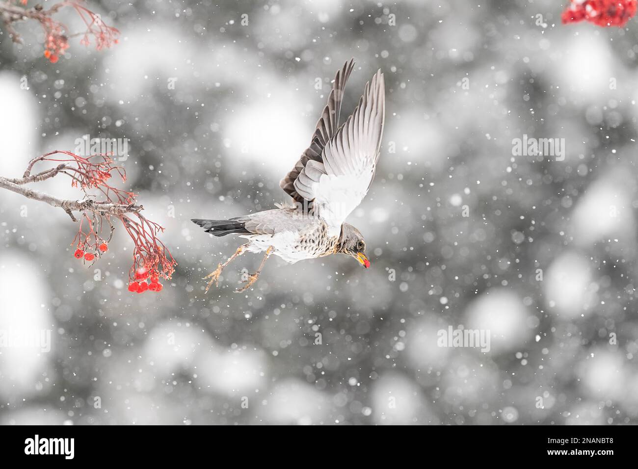 Flying among the snowflakes, the Fieldfare with rowan berry in the beak ...