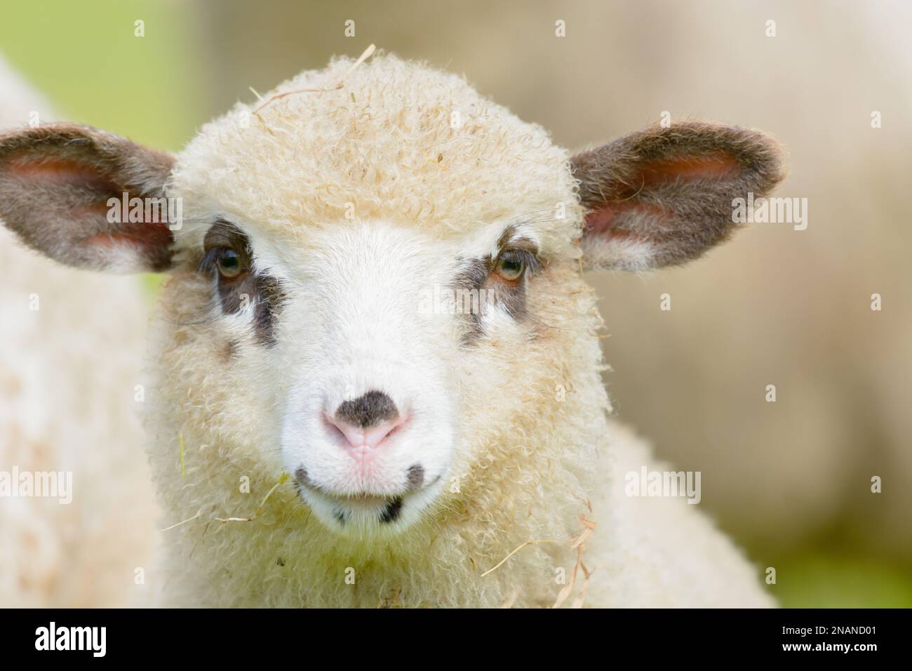 Sheep Eye Lashes