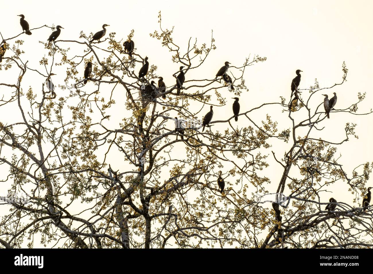 Great cormorant (Phalacrocorax carbo) nesting colony on top of a large ...