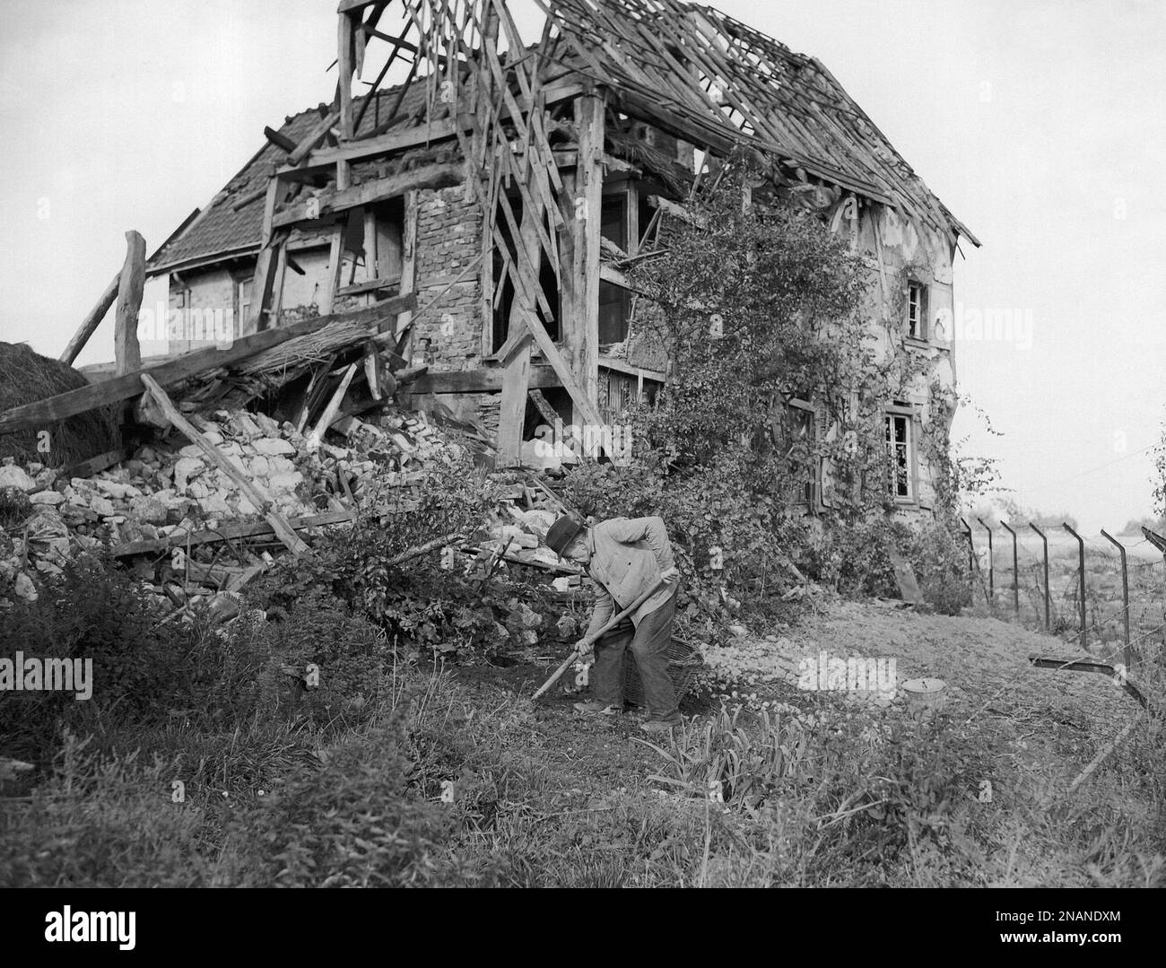 An old German man tends his potato crop in a patch of ground before his ...