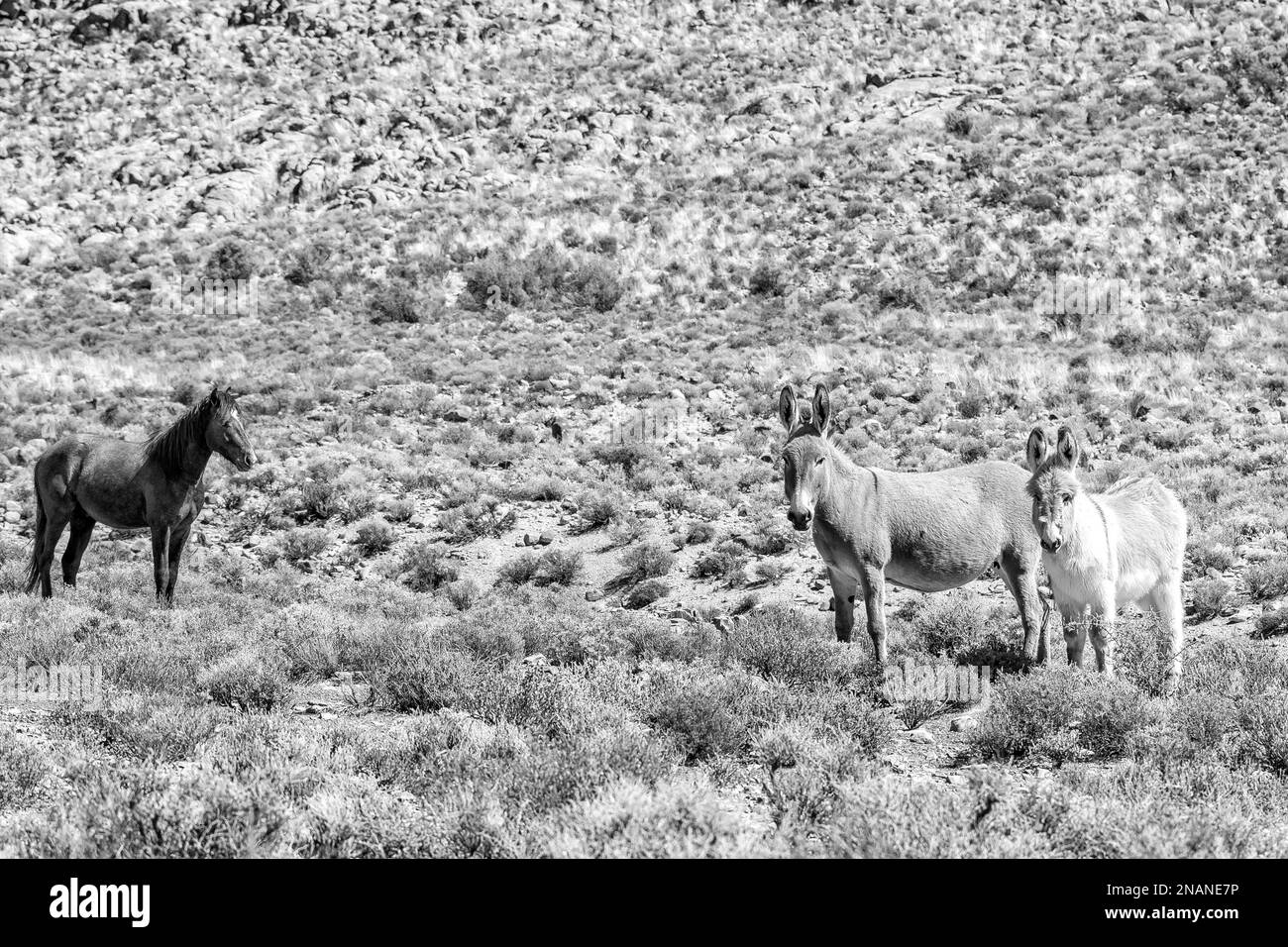 A horse and two donkeys in a typical Karoo landscape, on the historic ...