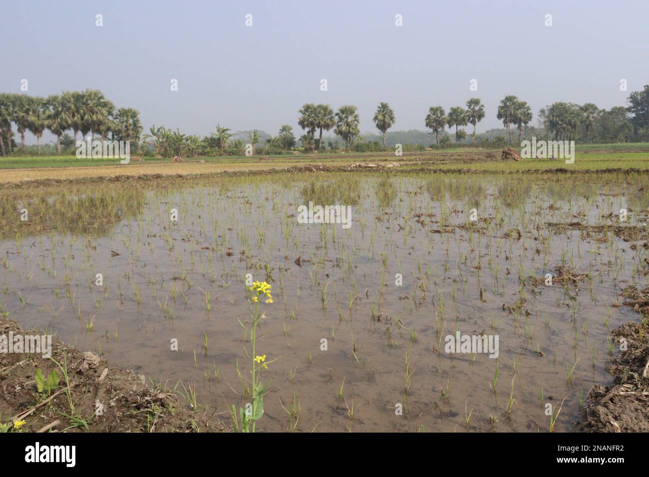 paddy farm view with nature for harvest are cash crops Stock Photo - Alamy