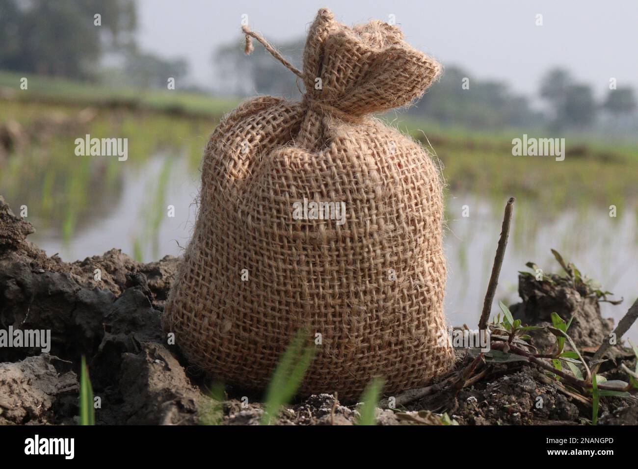 money bag on paddy farm are cash crops Stock Photo - Alamy