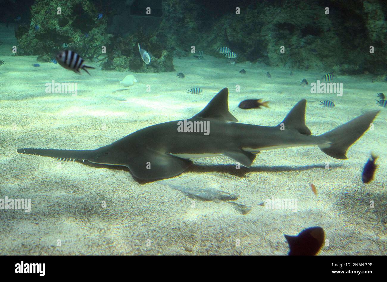 A critically-endangered sawfish sifts through the sand on the bottom of ...