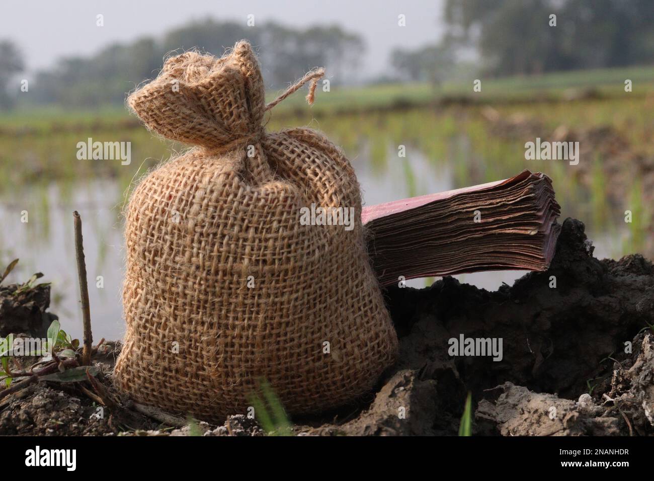 Dry paddy collection hi-res stock photography and images - Alamy