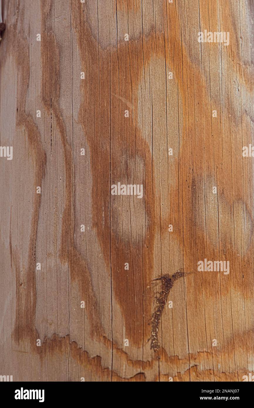 Highly Detailed Wood Grain with wooden knob and striations Stock Photo ...