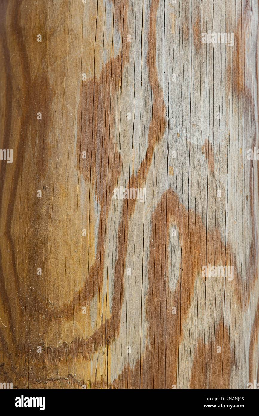 Highly Detailed Wood Grain with wooden knob and striations Stock Photo ...