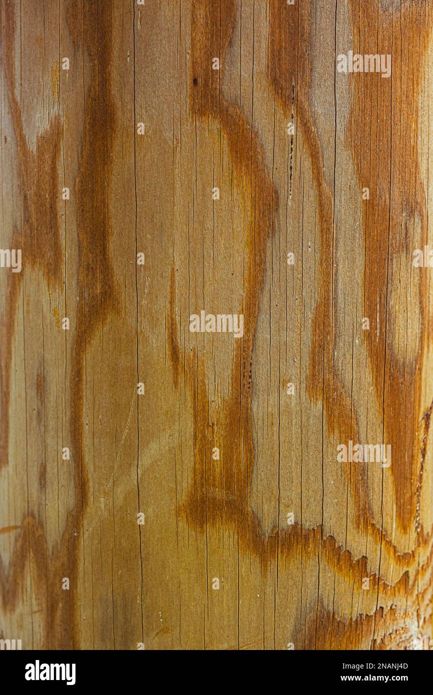 Highly Detailed Wood Grain with wooden knob and striations Stock Photo ...