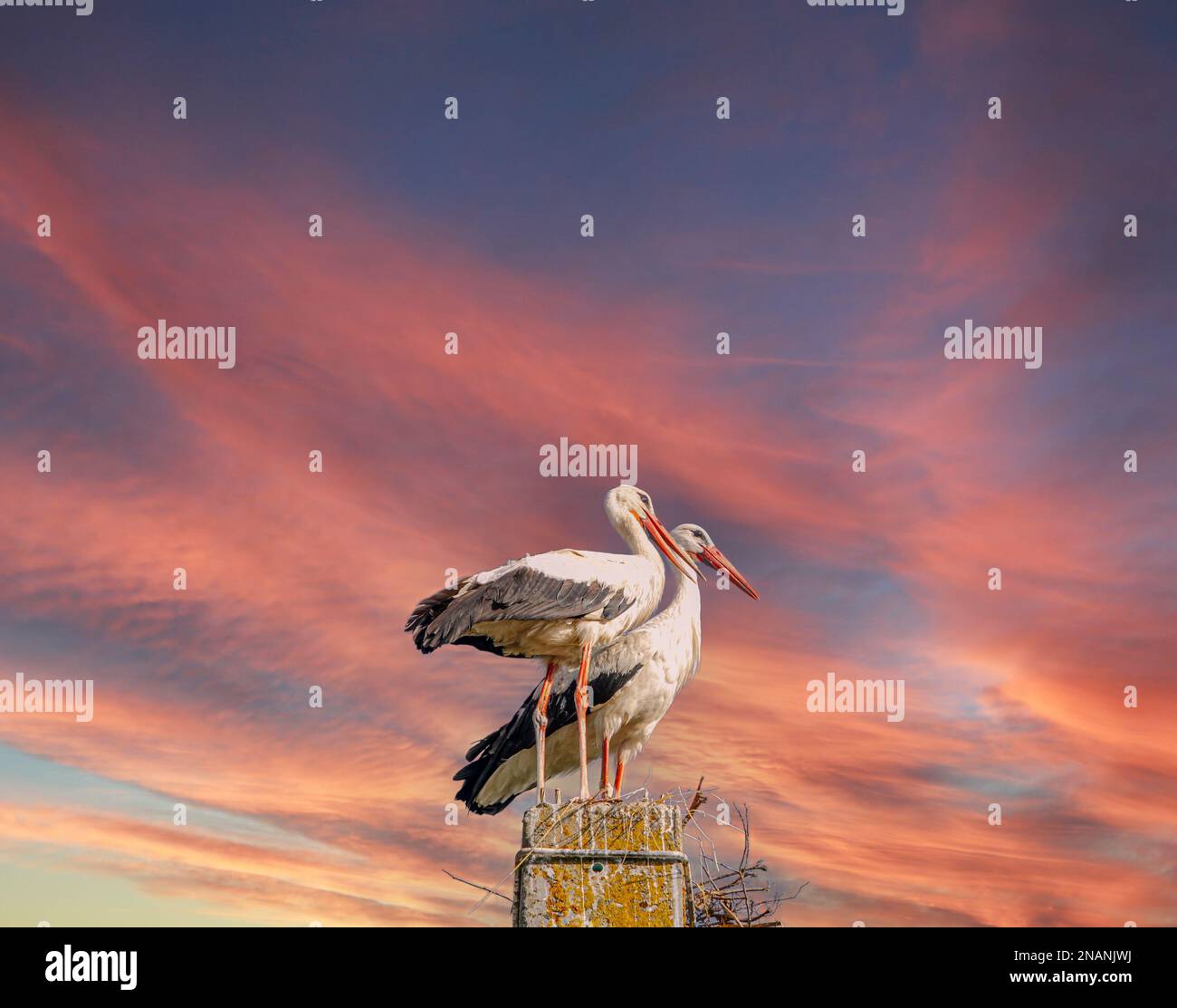 pair of storks on the pole Stock Photo - Alamy