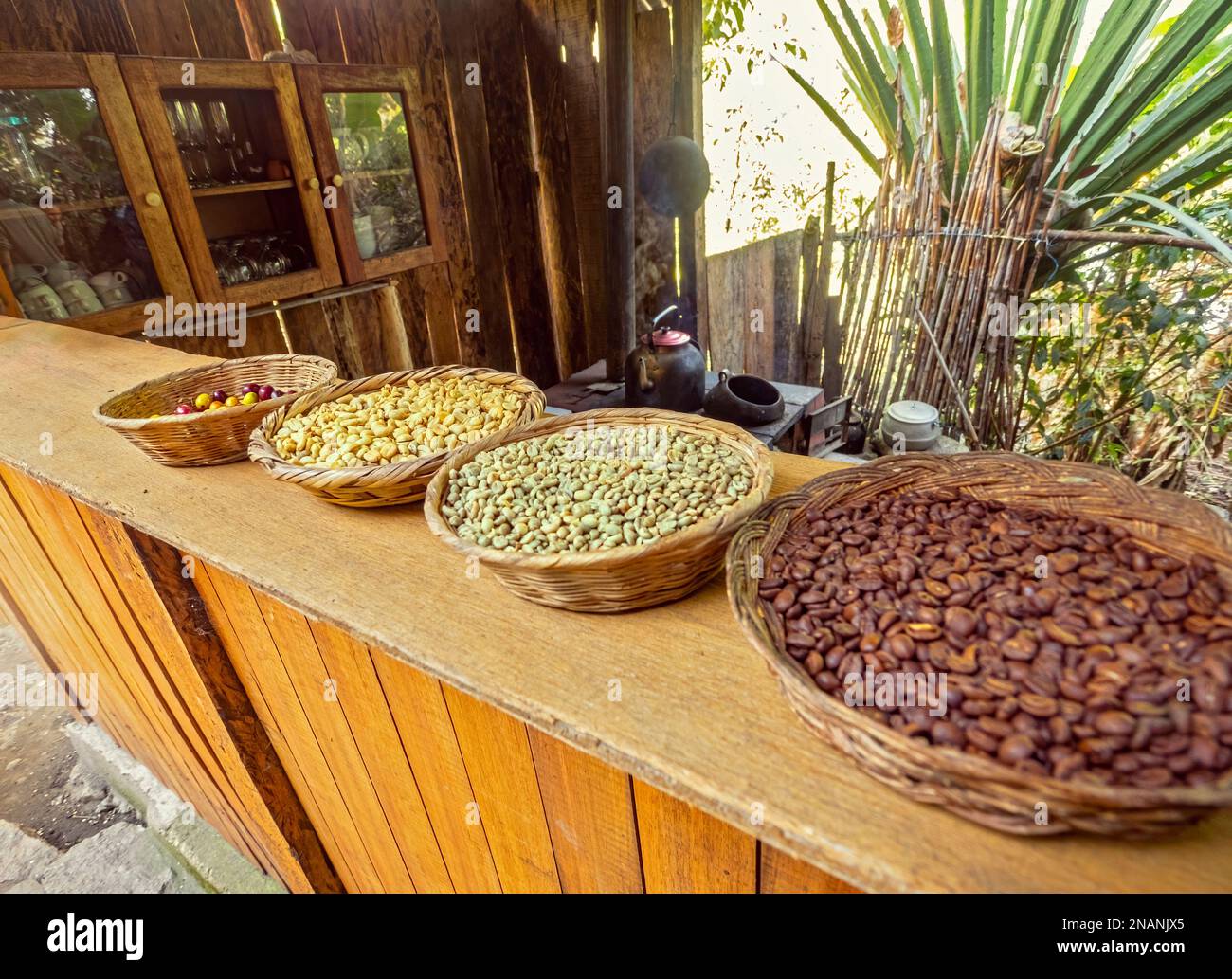 reed baskets with red coffee beans, dry coffee beans, green coffee ...