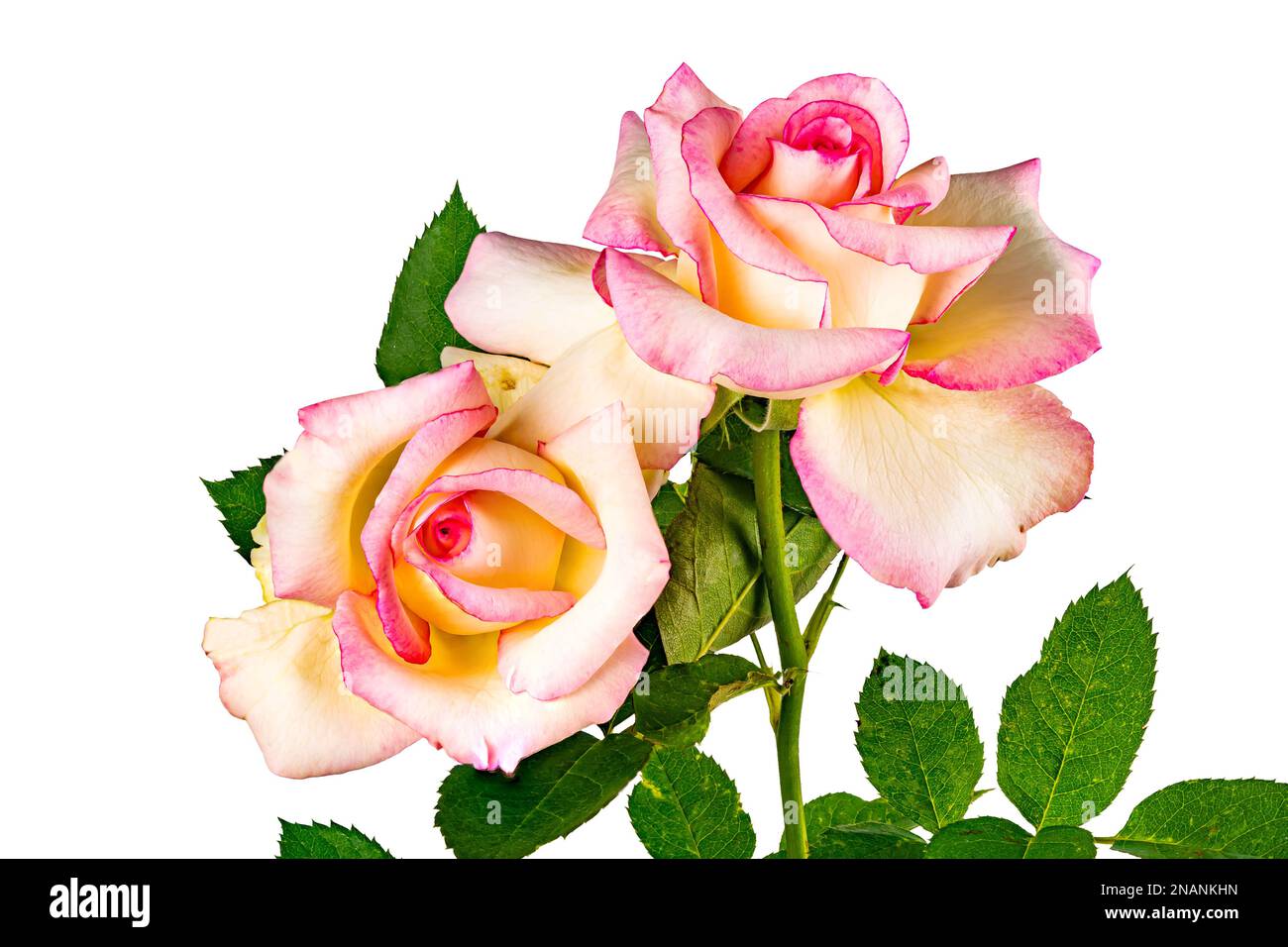 Side view of blooming pink roses with green leaves isolated on white ...