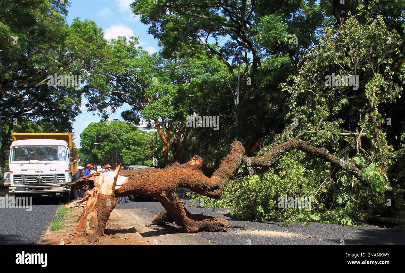Zimbabwe's famed colonial-era "Hanging Tree" crashed into the street ...