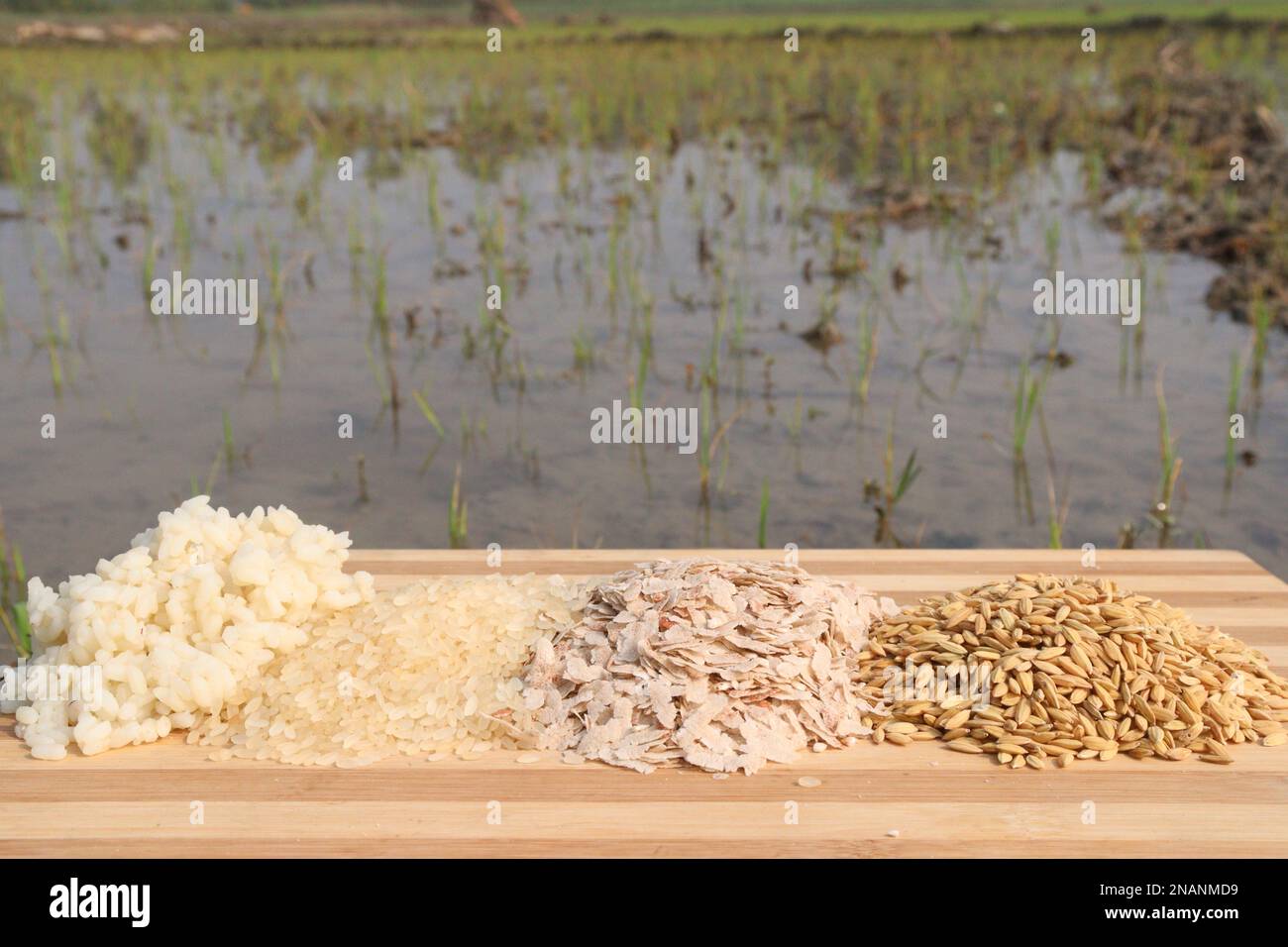 paddy and flattened Boiled dry rice on bamboo table for experiment in ...