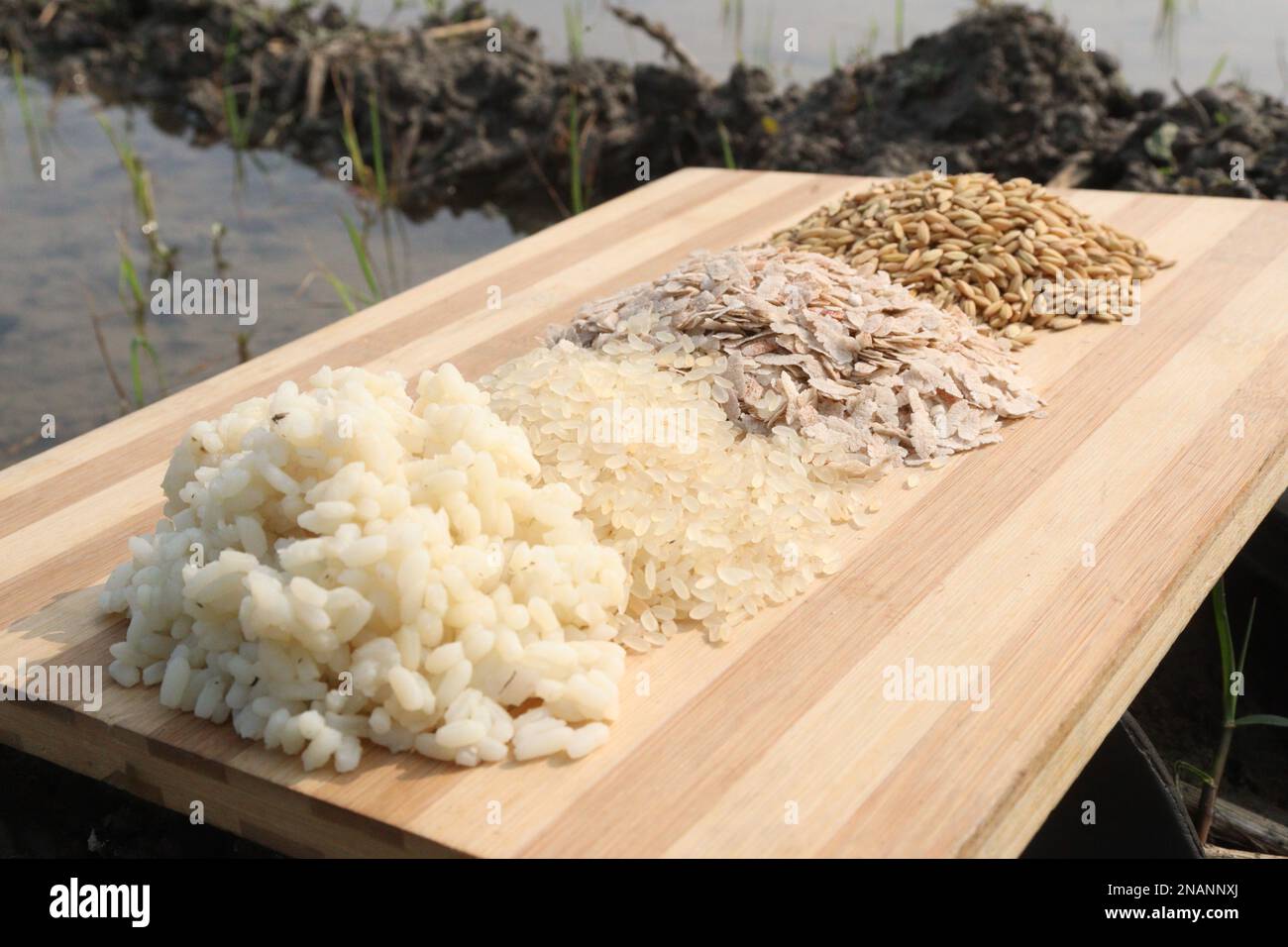 paddy and flattened Boiled dry rice on bamboo table for experiment in ...