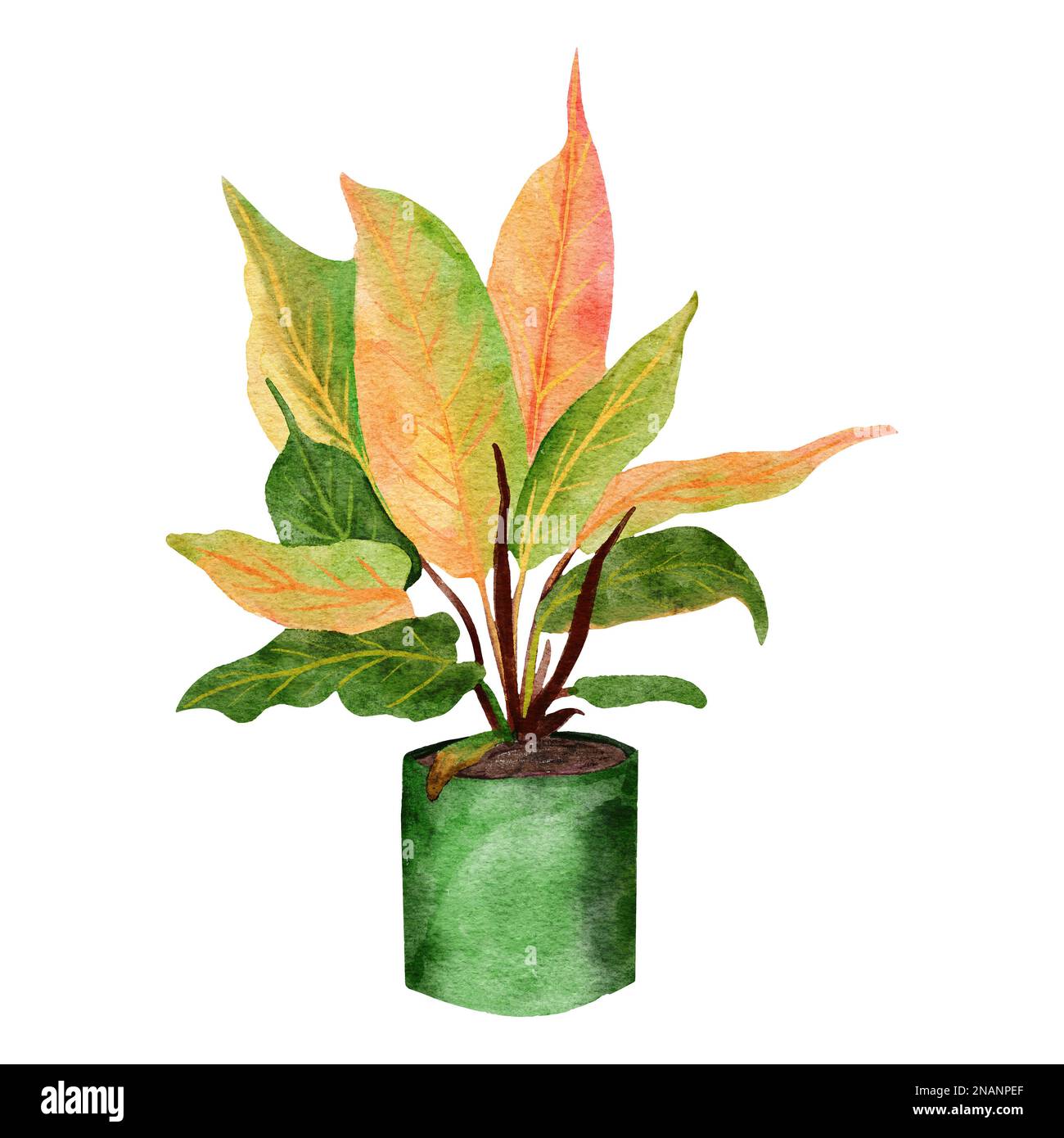 Philodendron prince of orange hi-res stock photography and images - Alamy