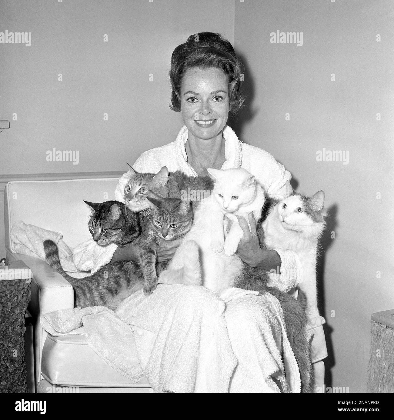 Actress June Lockhart with the five cats--in addition to two dogs ...