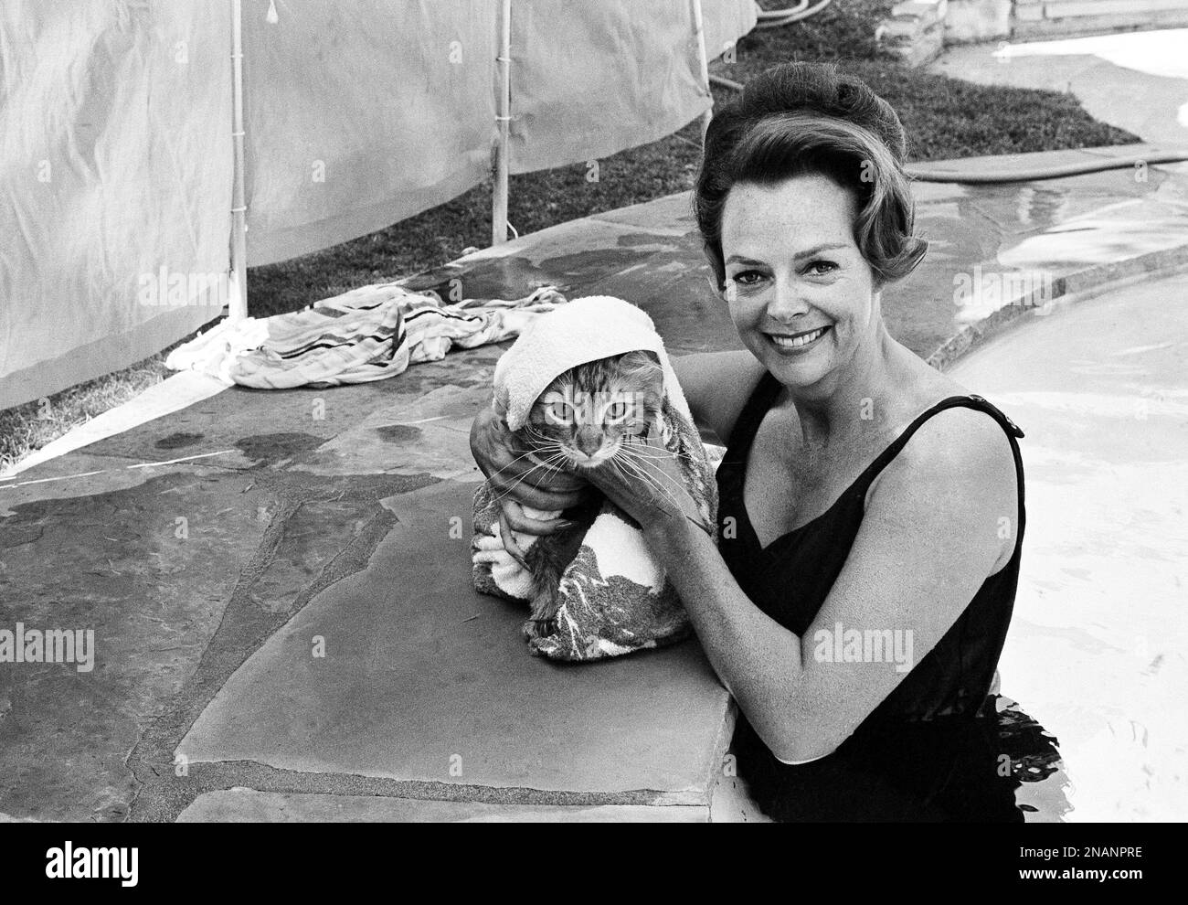 George, a cat owned by June Lockhart and her family, after a swim with ...