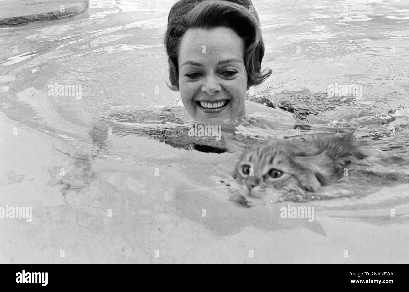 George, a cat owned by June Lockhart and her family, goes for a swim ...