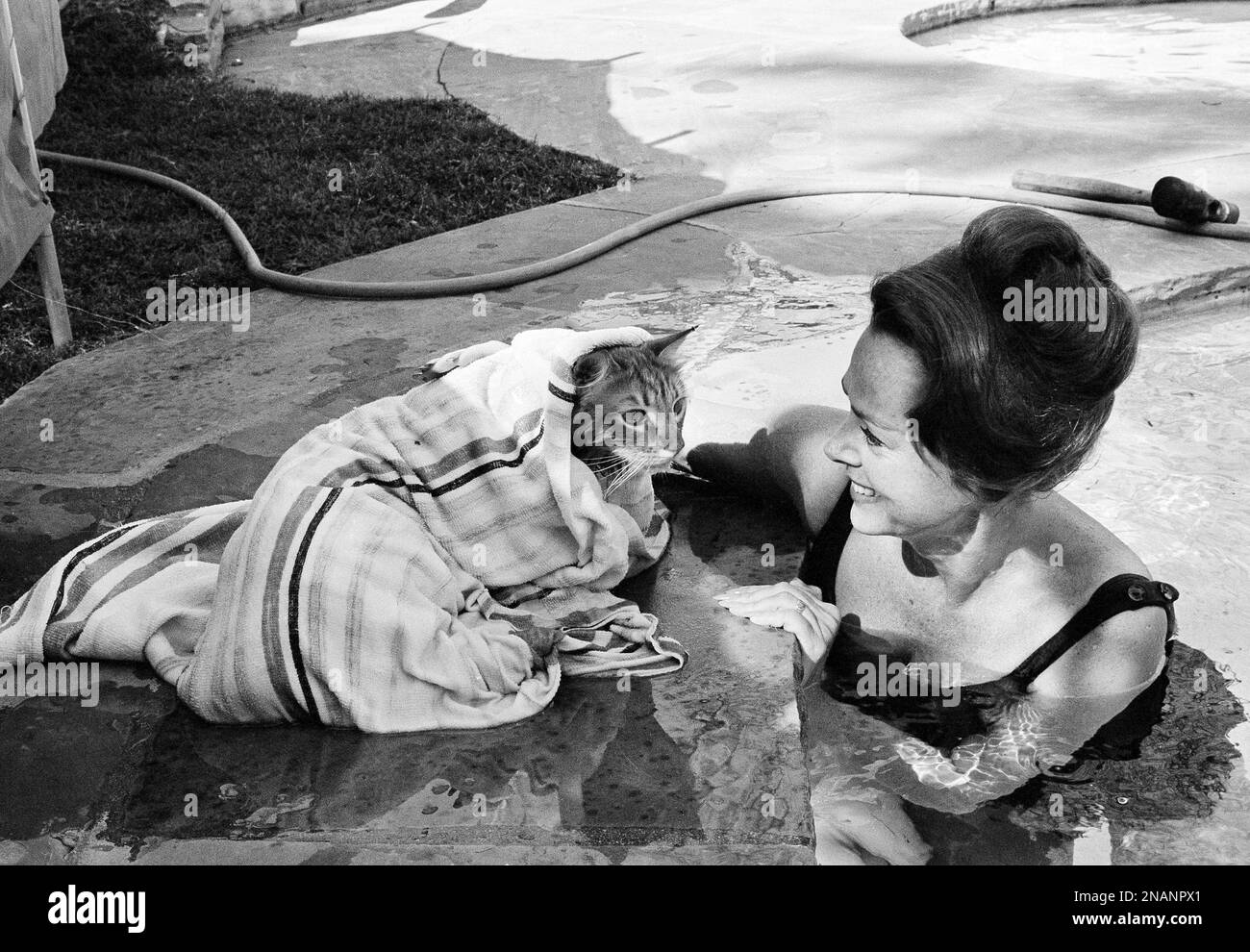 George, a cat owned by June Lockhart and her family, after a swim with ...