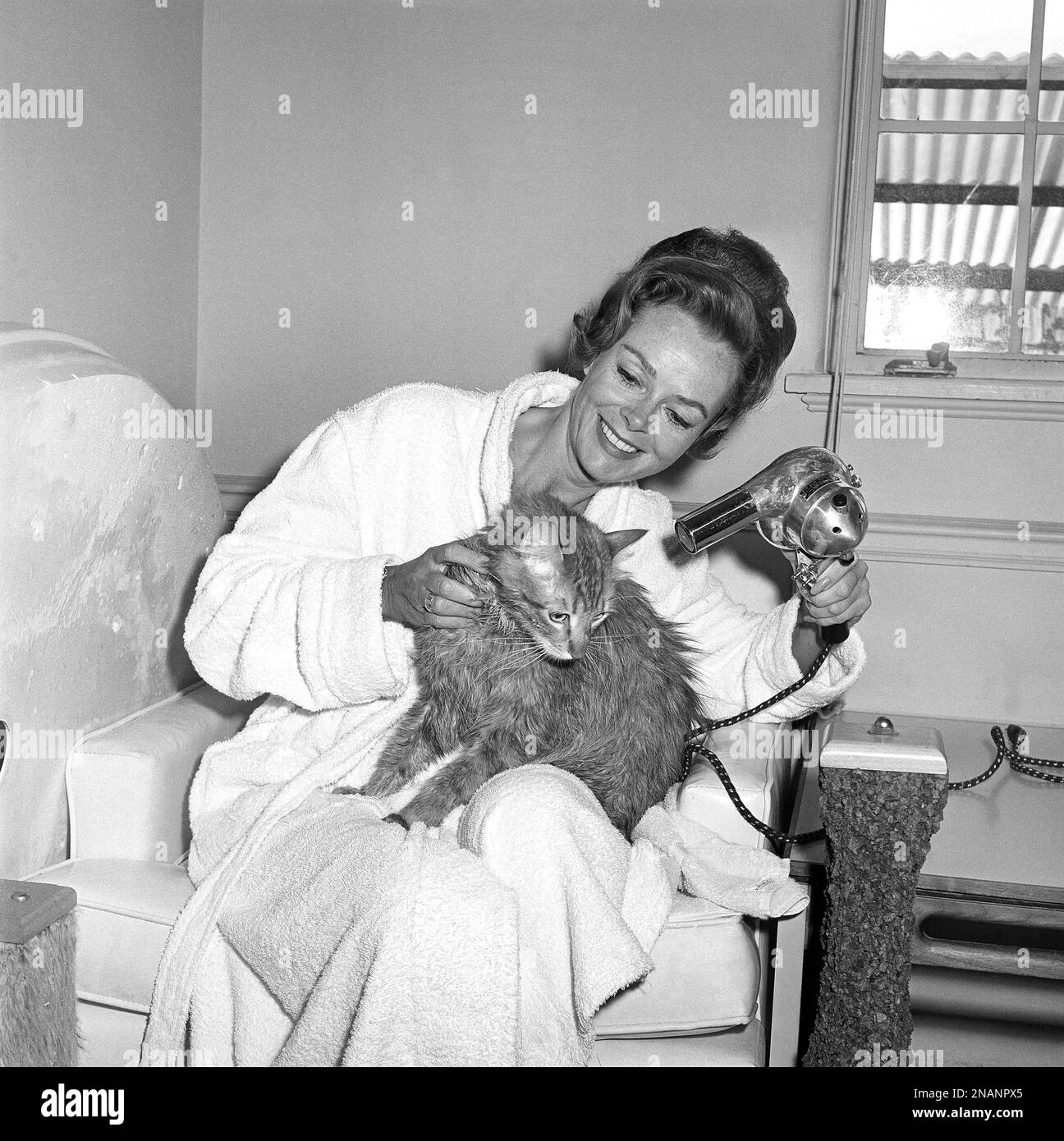 Actress June Lockhart uses a hair dryer to take off the dampness from ...