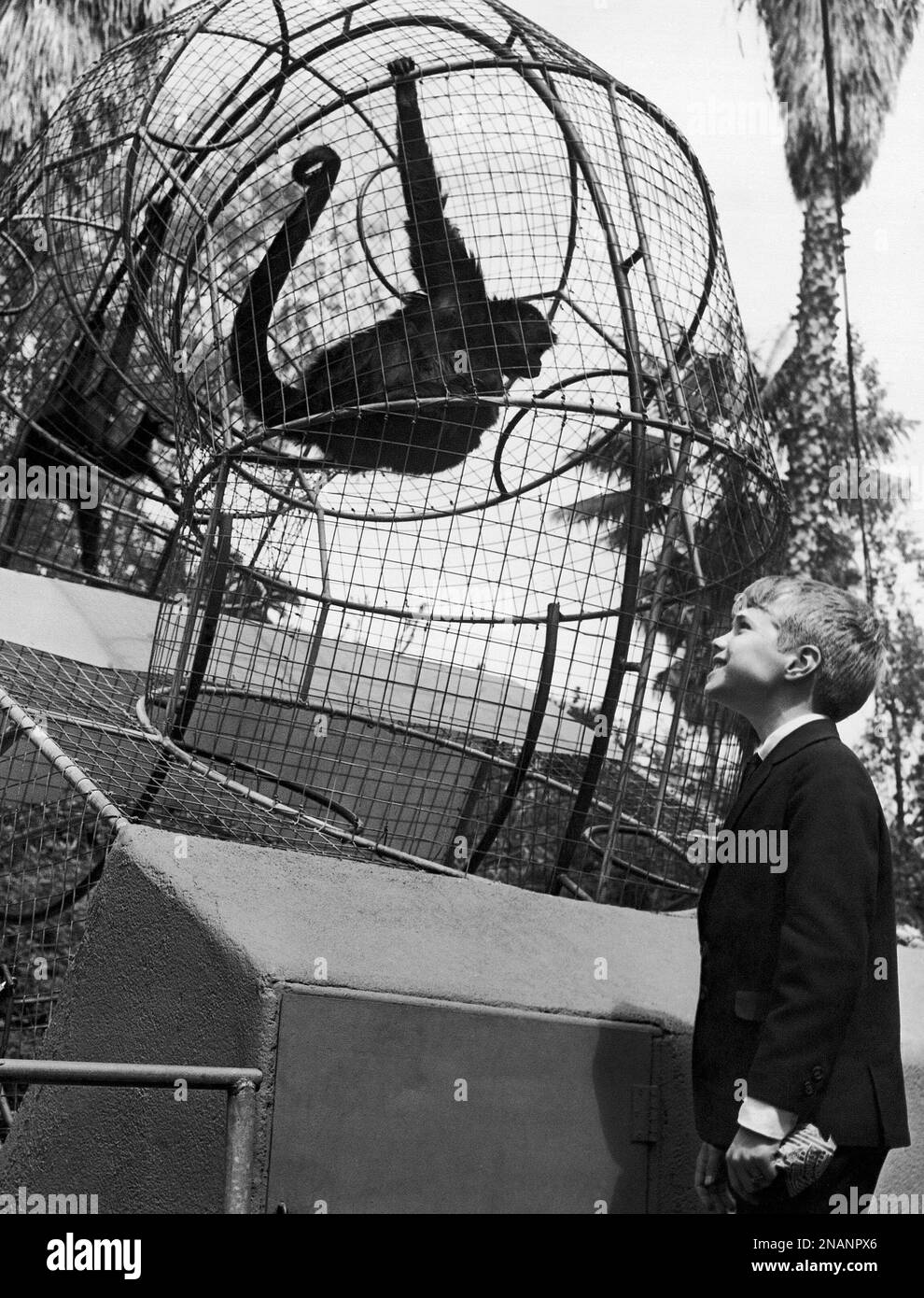 The antics of a pair of monkeys entertain young TV actor Jon Provost ...