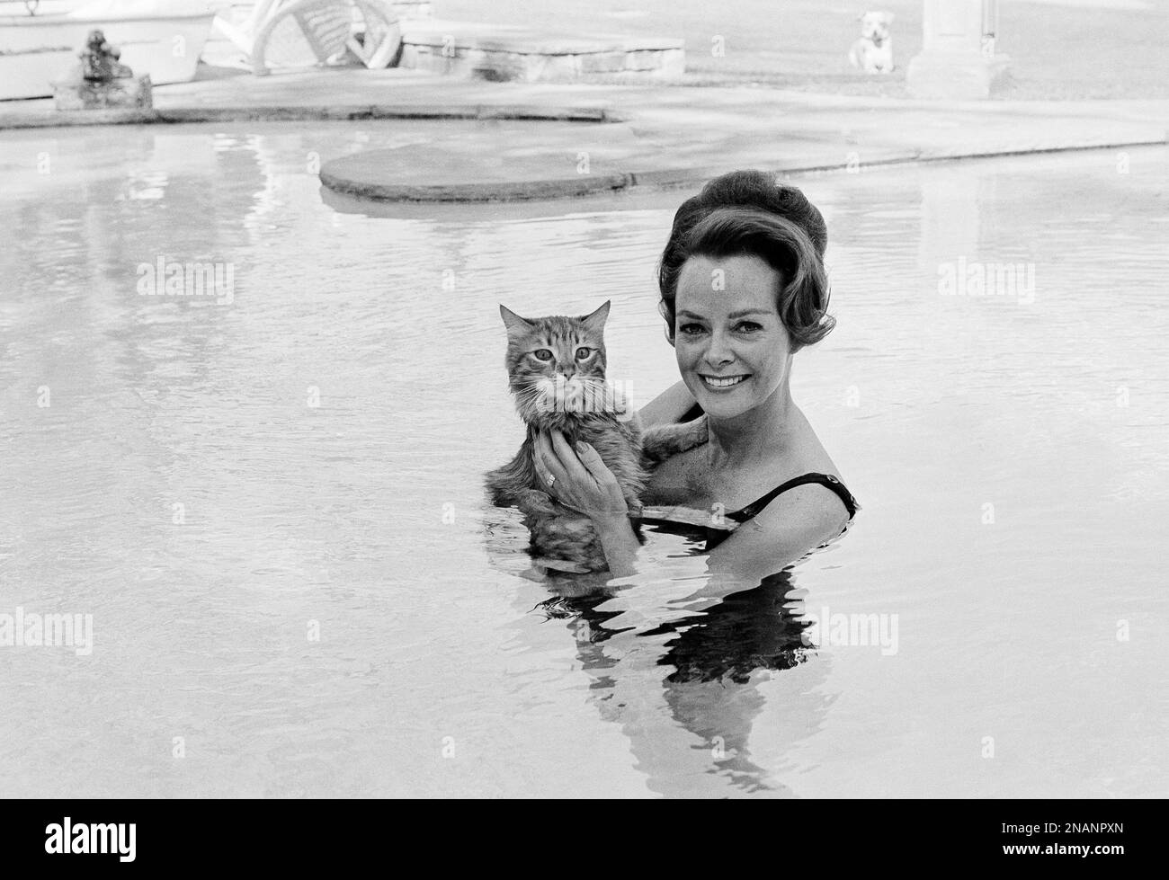 George, a cat owned by June Lockhart and her family, goes for a swim ...