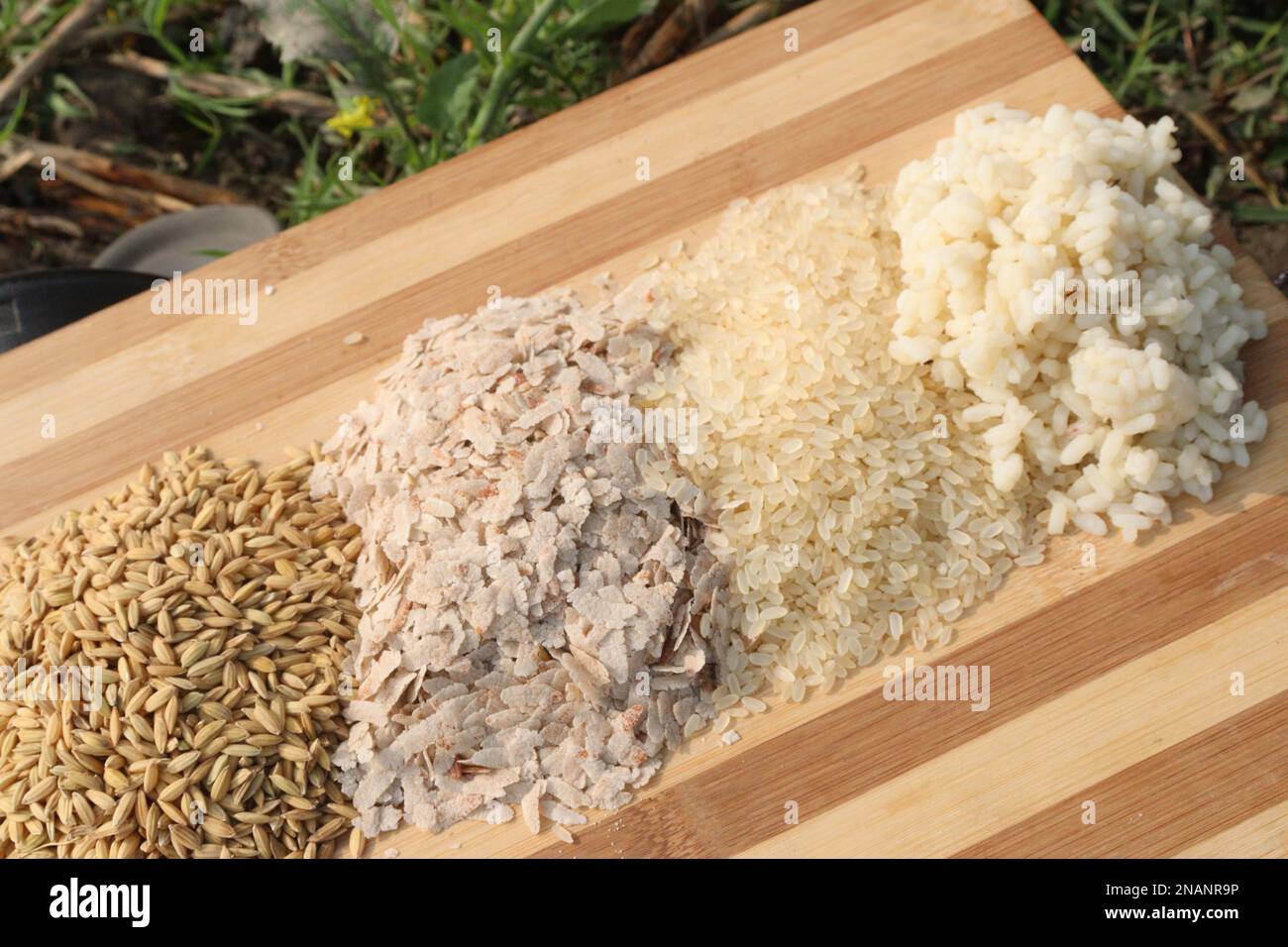 paddy and flattened Boiled dry rice on bamboo table for experiment in ...