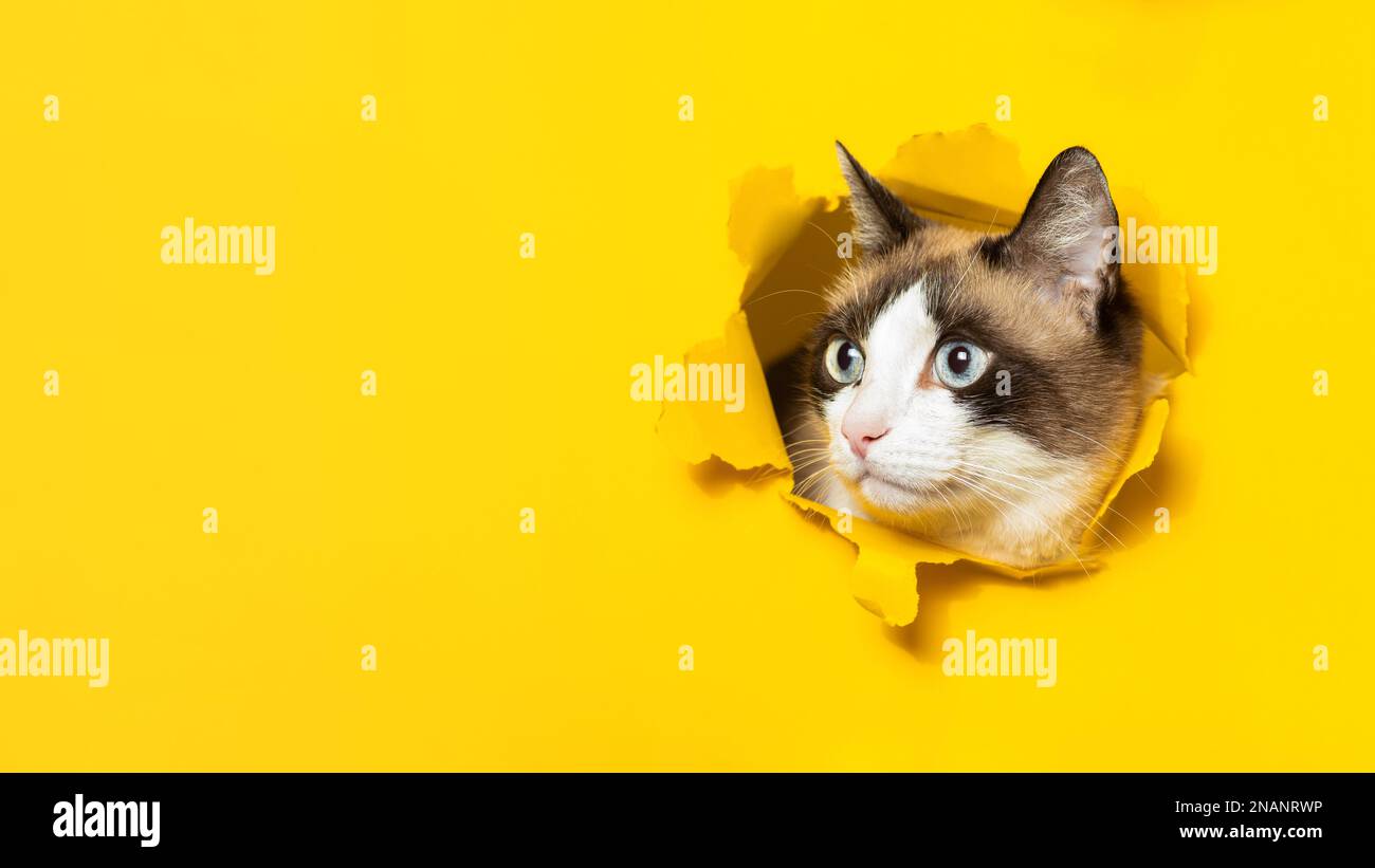 Portrait of cute cat breaking through hole in yellow paper background ...