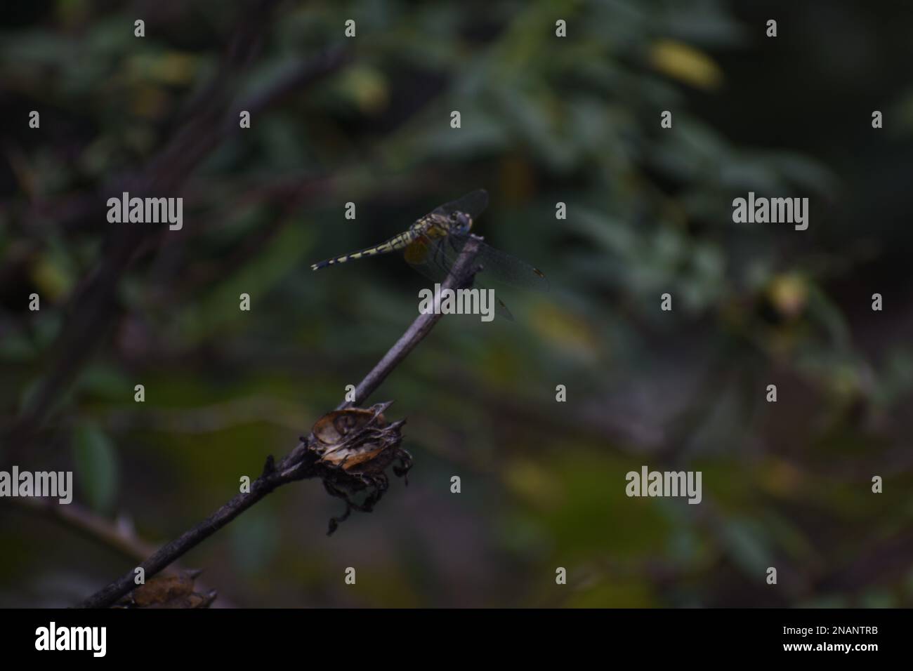 Yellow ringed dragonfly on branch- yellow and red dragonfly native to ...