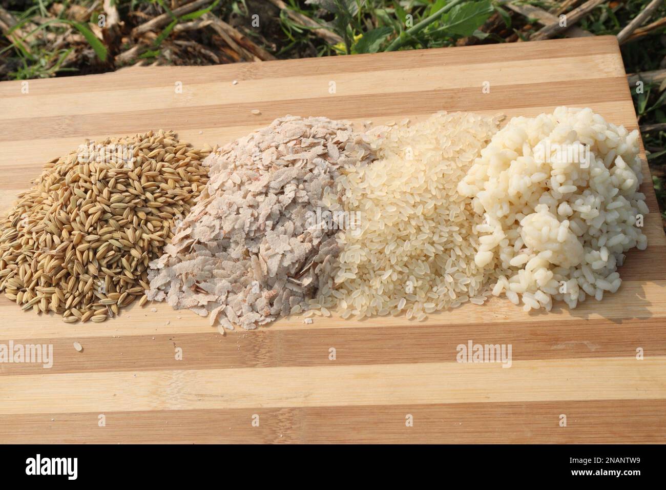 paddy and flattened Boiled dry rice on bamboo table for experiment in ...
