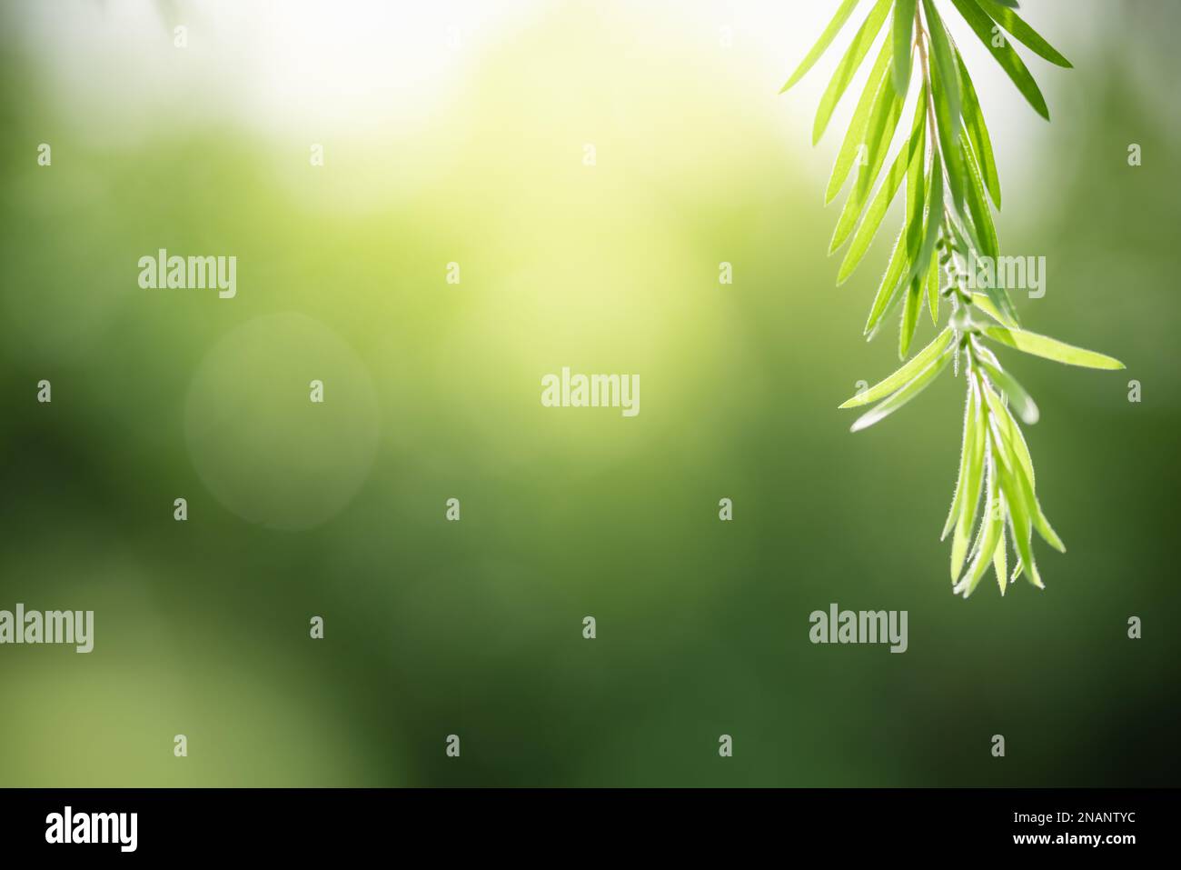 Beautiful nature view green leaf on blurred greenery background under ...