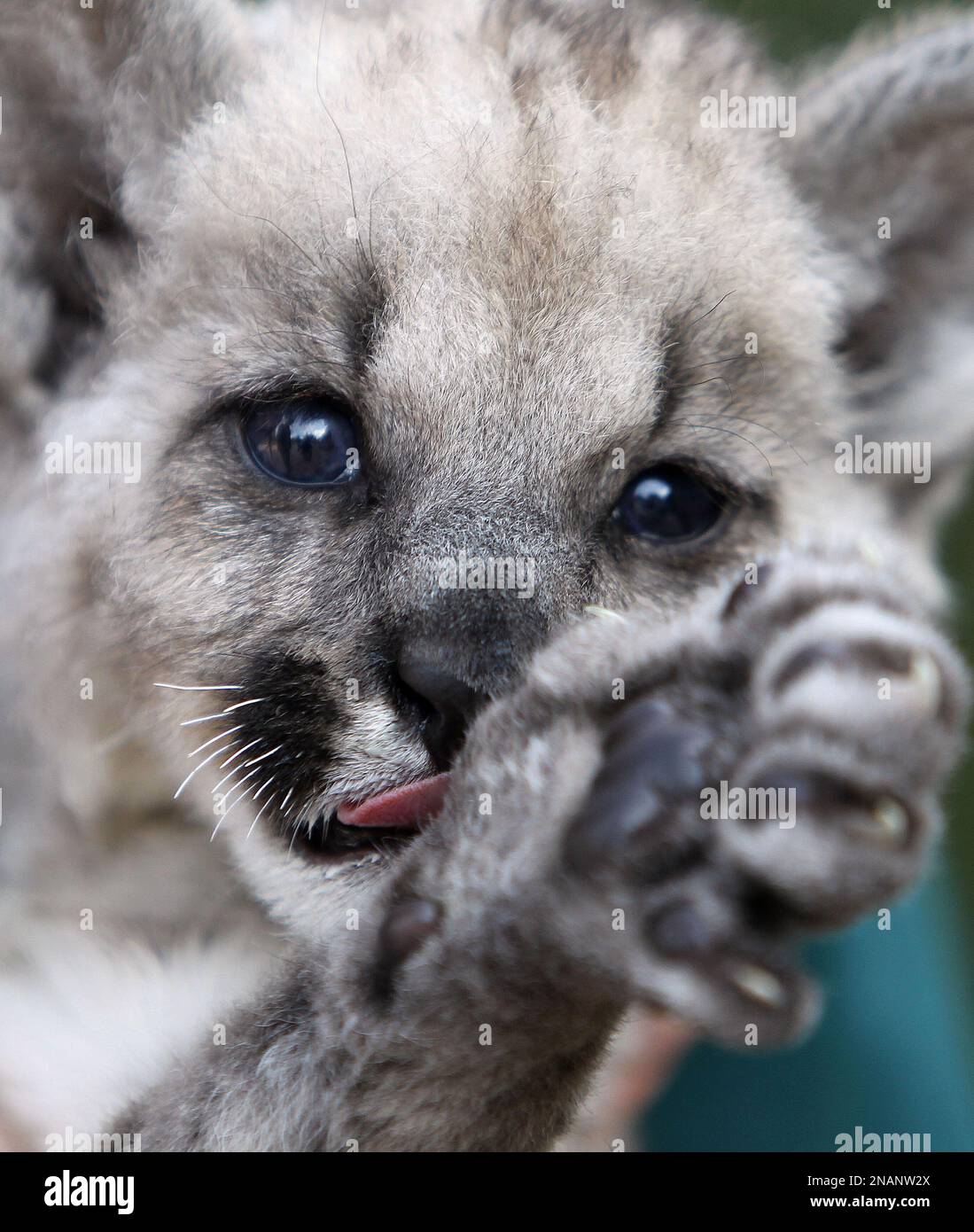 A puma cub licks its paw at Attica Zoological Park in Spata, near ...
