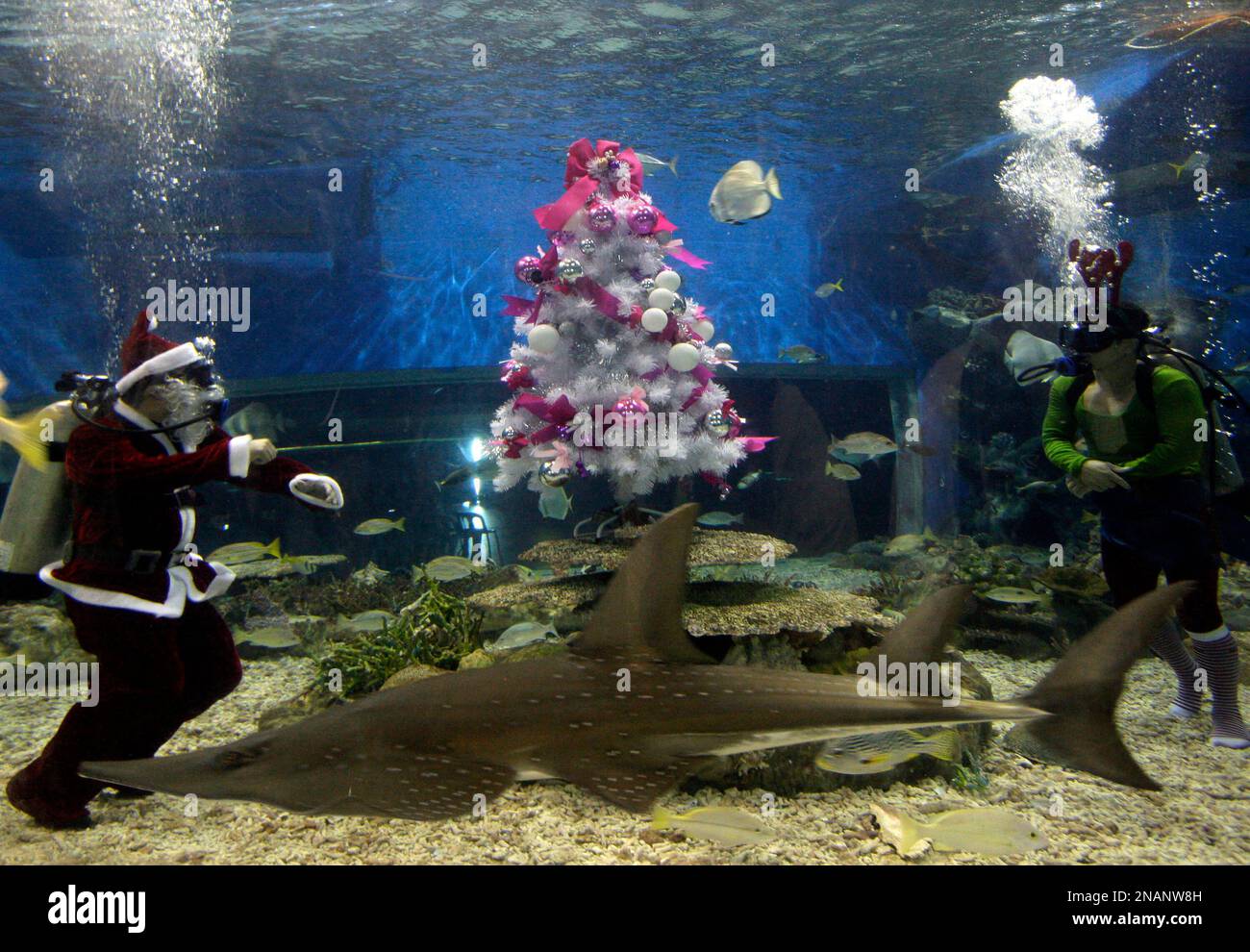 Divers, one wearing a Santa Claus suit and the other wearing a reindeer ...