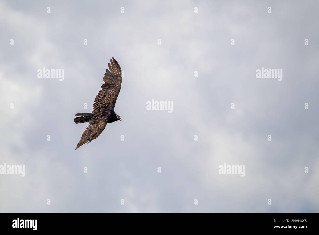 A low-angle of a vulture flying over cloudy and purple sky Stock Photo ...