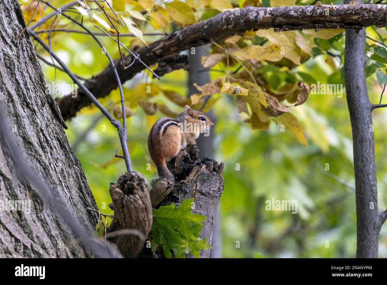 An Eastern chipmunk relaxing on a stump in the fall Stock Photo - Alamy