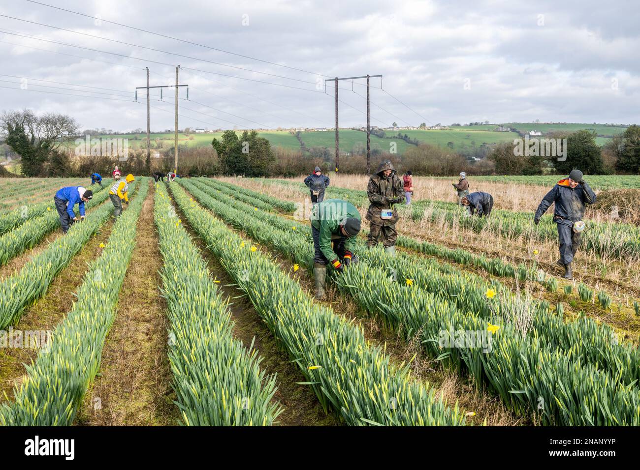 Bandon, West Cork, Ireland. 13th Feb, 2023. Daffodil picking is in full ...