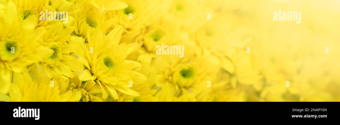 Closeup of yellow Mums flower using as background natural flora ...