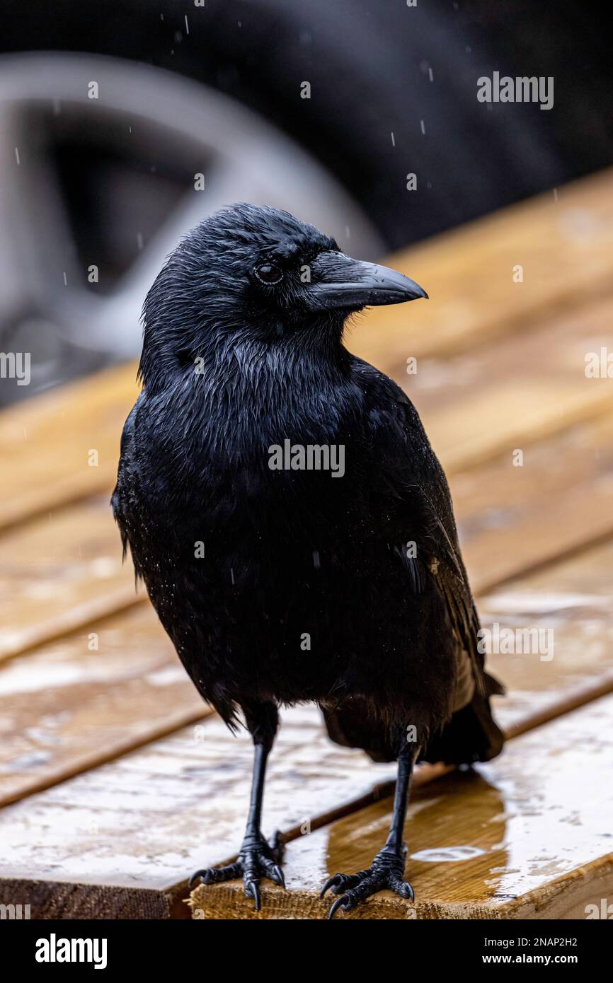 A selective focus of an American crow sitting on a picnic table in the ...