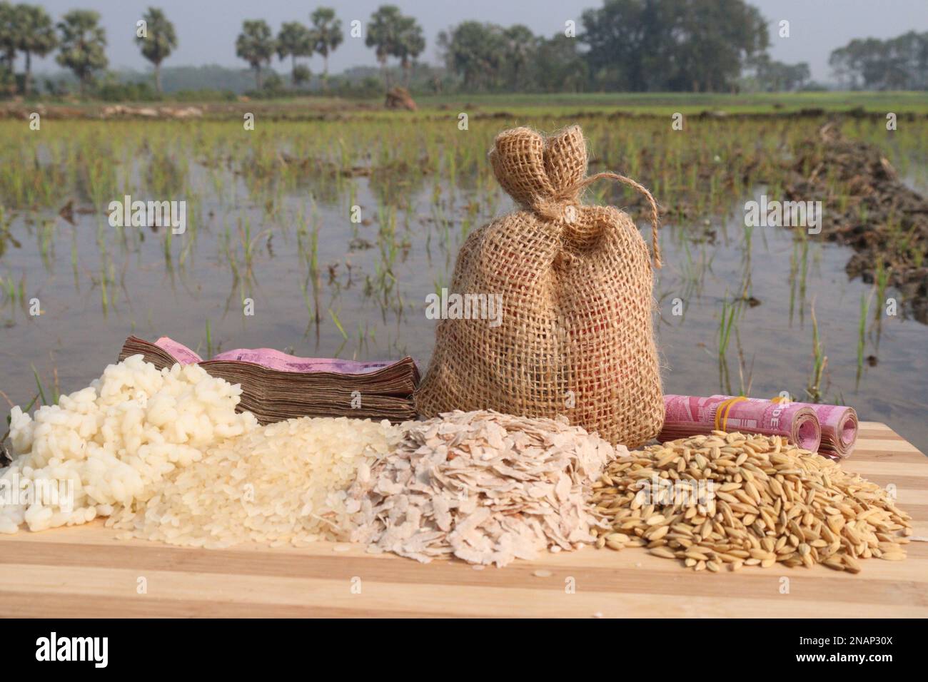 paddy and flattened Boiled dry rice on bamboo table with money bag for ...