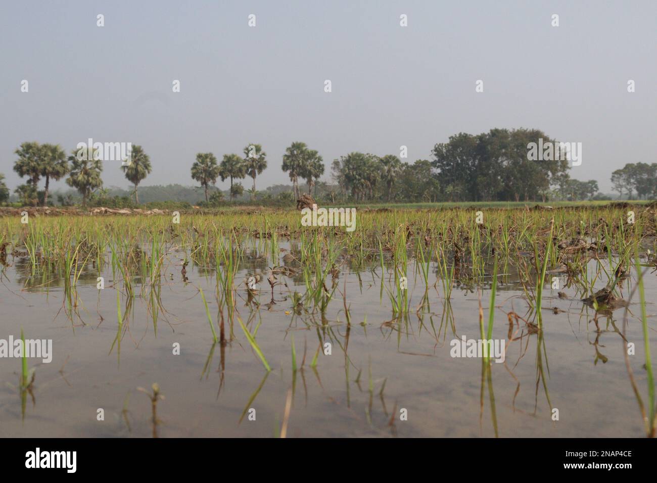 paddy farm view with nature for harvest are cash crops Stock Photo - Alamy