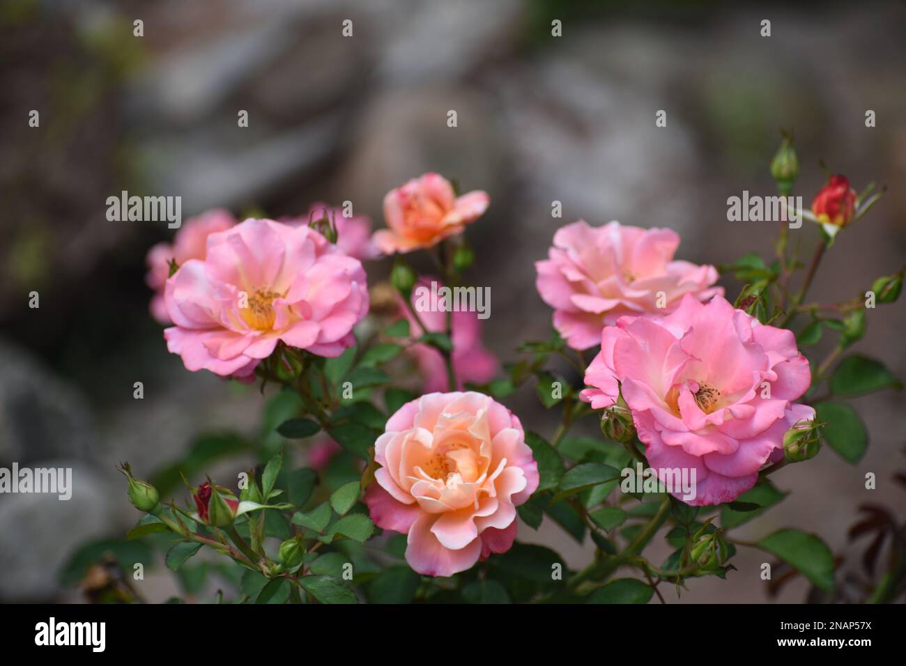 Deloitte and Touché pink roses - close up shot of pink roses with ...