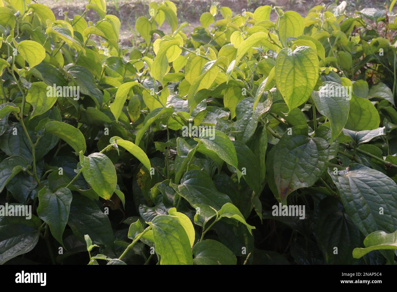 Piper chaba plant hi-res stock photography and images - Alamy