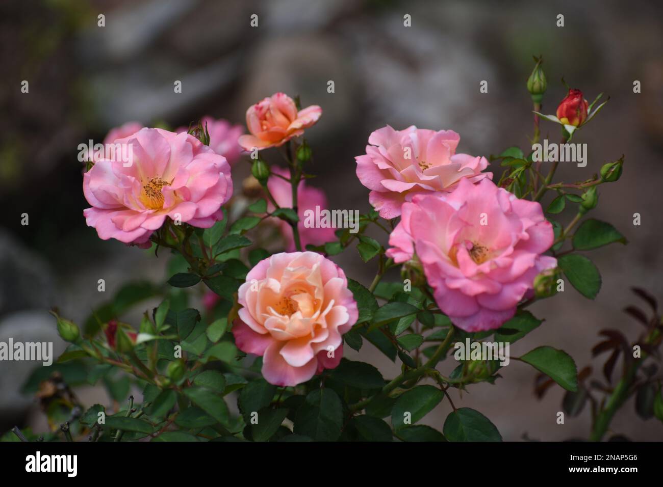 Deloitte and Touché pink roses - close up shot of pink roses with ...
