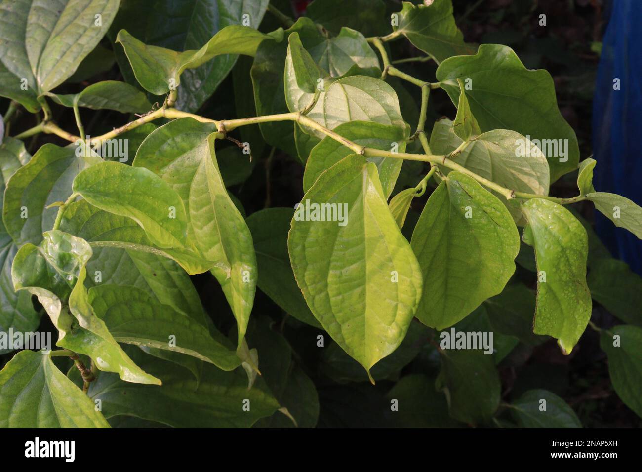 Piper chaba plant hi-res stock photography and images - Alamy